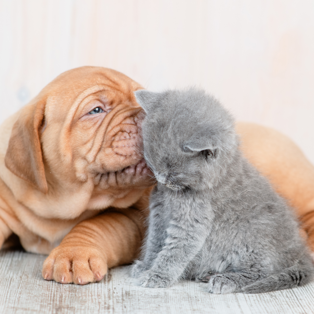 Puppy’s en kittens ontwormen - PetBox@Home